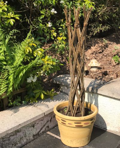 Living Willow Lattice Tree – Rural Skills Centre