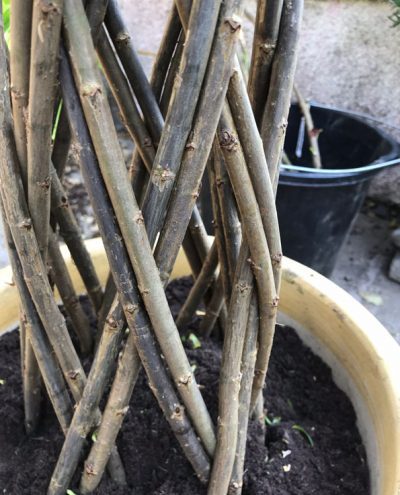Living Willow Lattice Tree – Rural Skills Centre